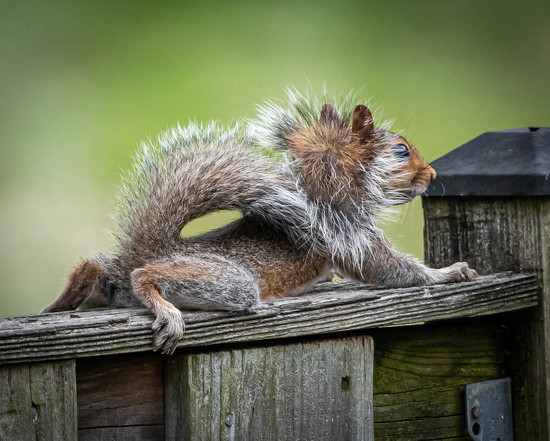Squirrel Crawl by Joyce W. · 365 Project