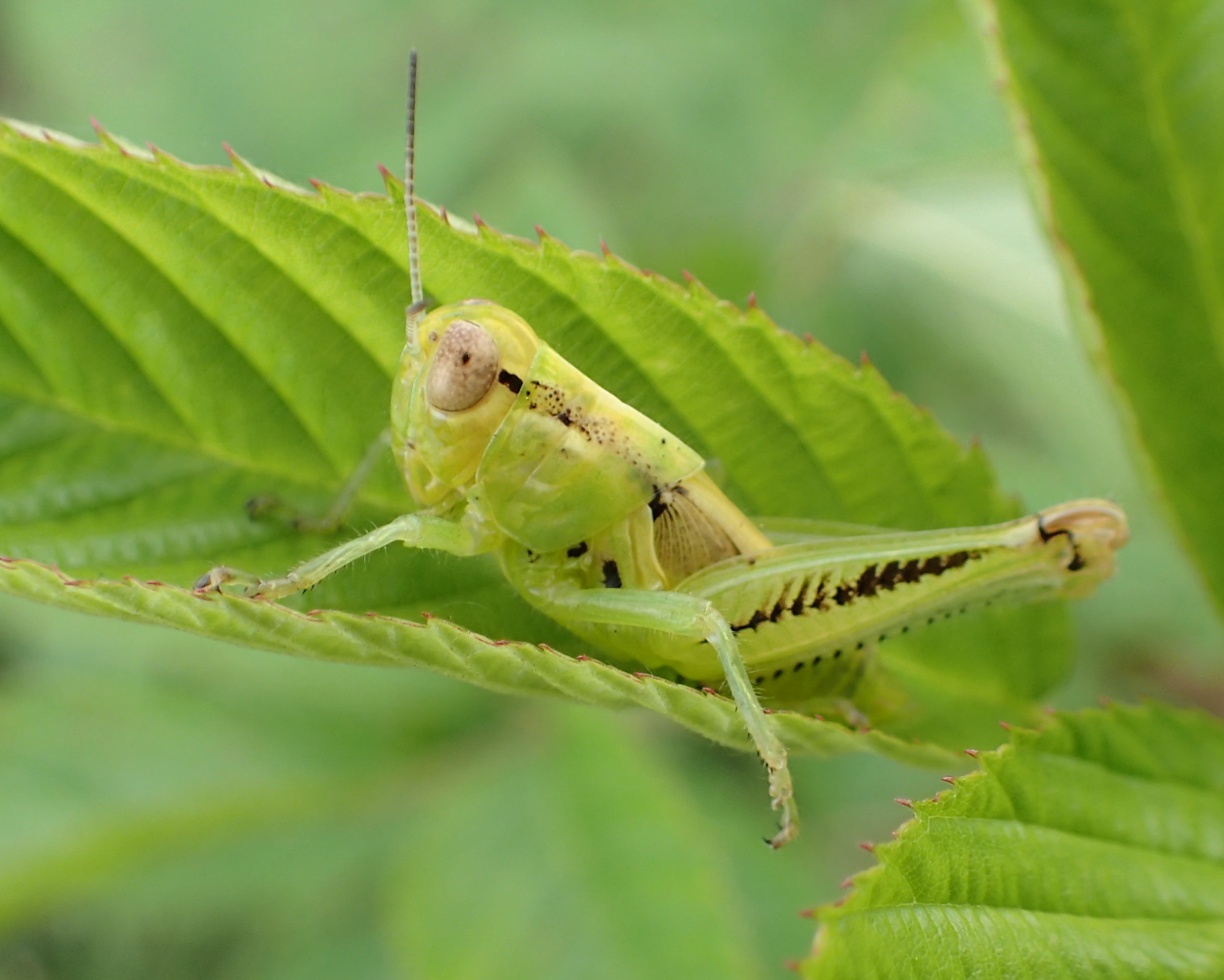 Little Hopper by Carolyn White · 365 Project
