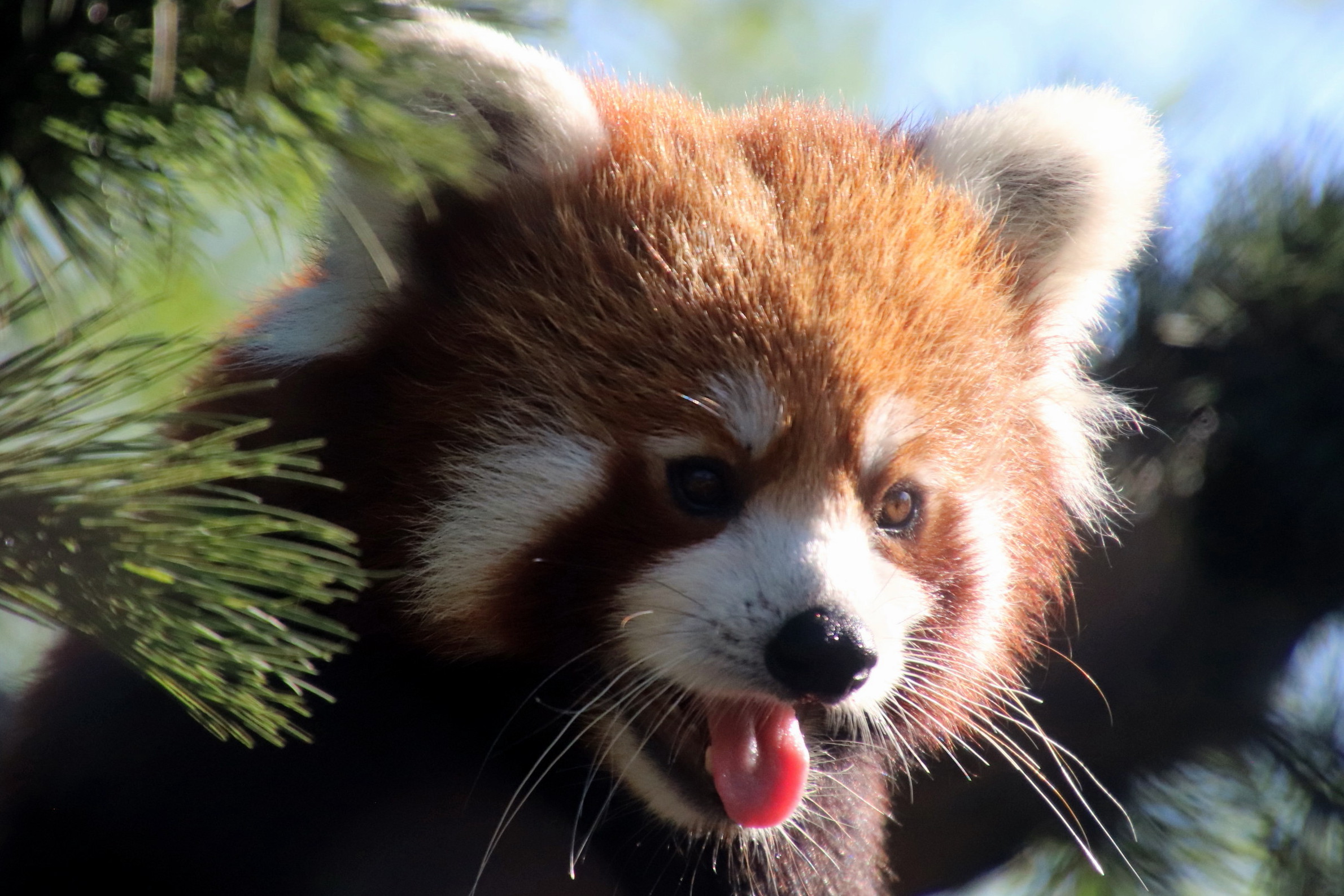 Leo The Panda by Randy Lubbering · 365 Project