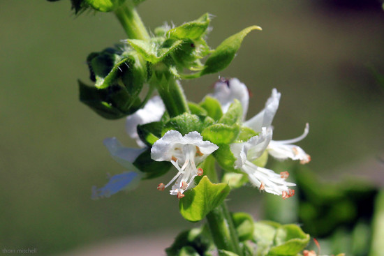 Sweet basil — flowers by Thom Mitchell · 365 Project