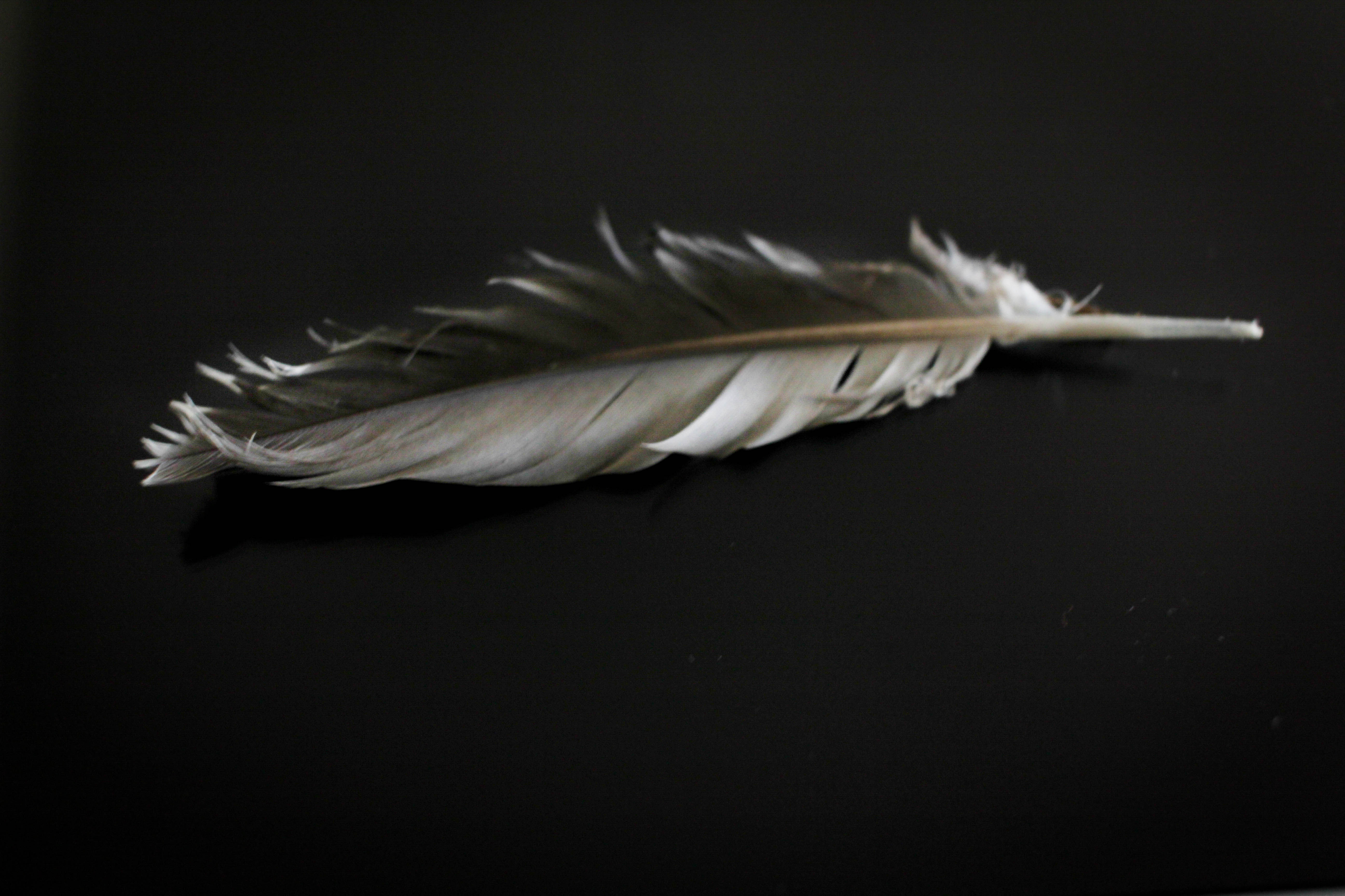 Lovely feather by JudyC · 365 Project