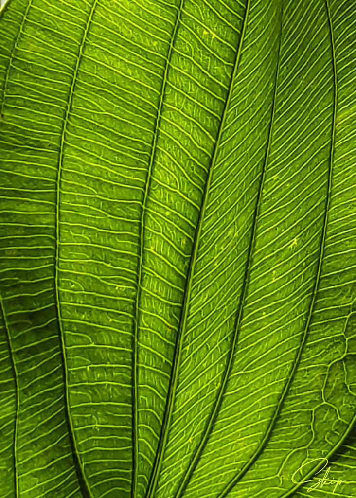 Textures and Patterns of Nature by Skip Tribby - 🇺🇸 · 365 Project