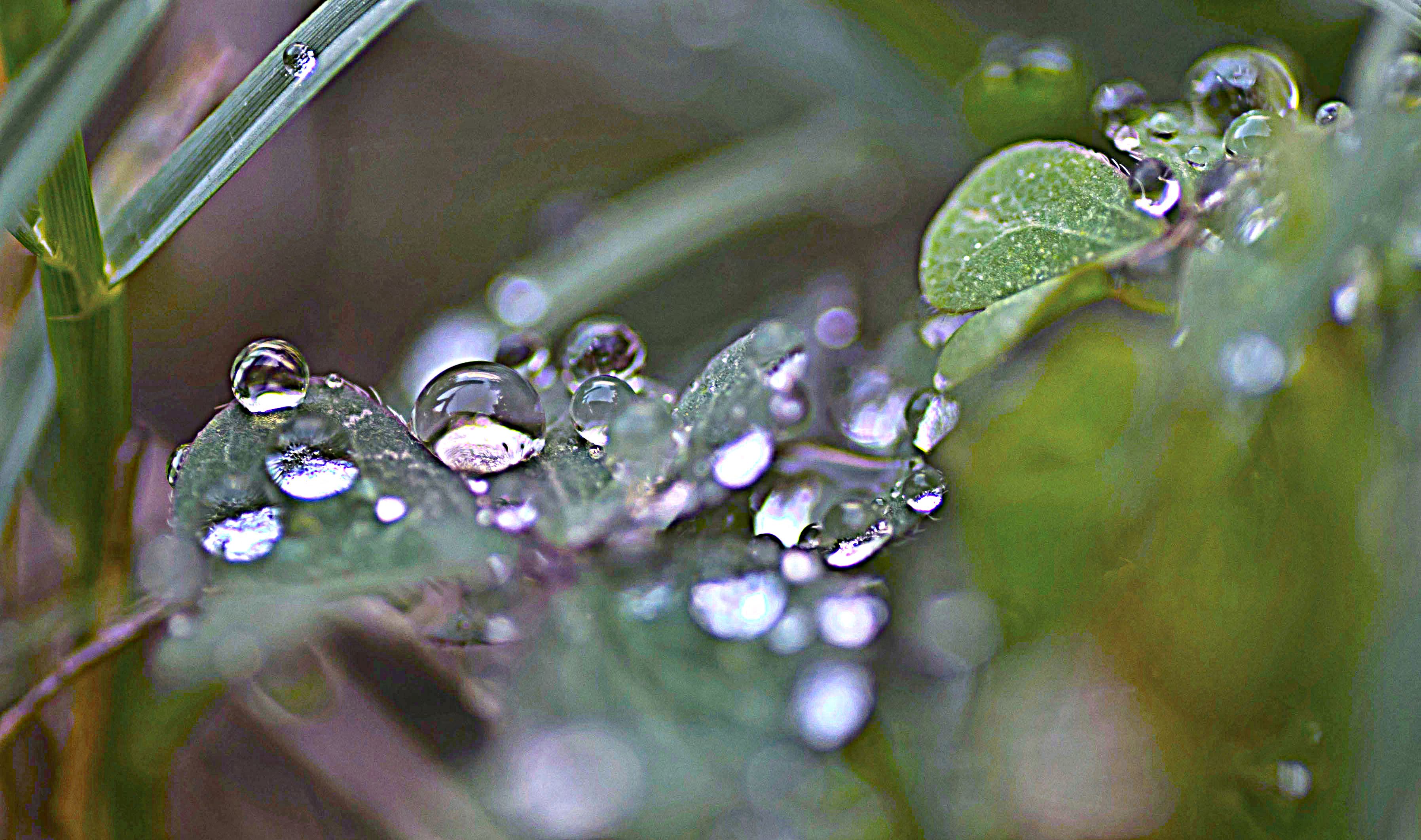 TINY WATER DROPS by Dione Giorgio · 365 Project