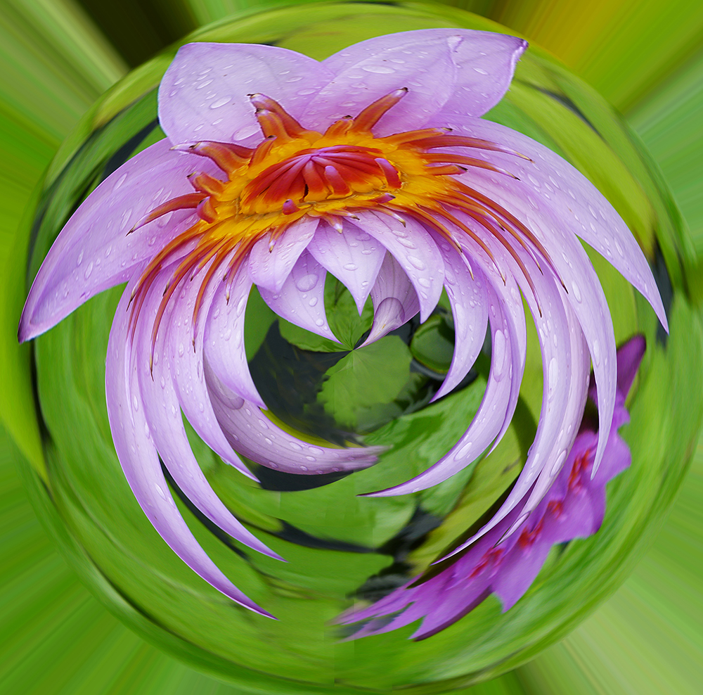Arty Flower by Babs · 365 Project