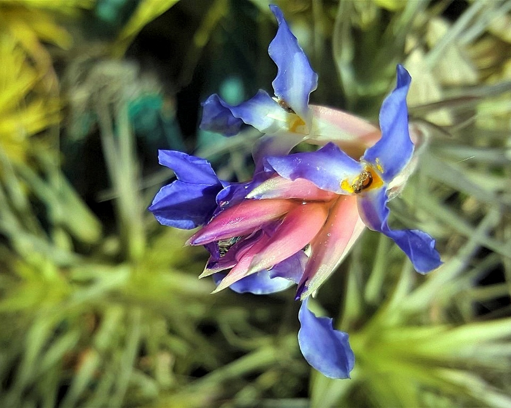Blue Air Plant Flower...Tillandsia ~ by Valerie Chesney · 365 Project