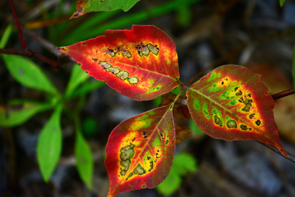 Poison Ivy fall colours by J. Voorberg · 365 Project