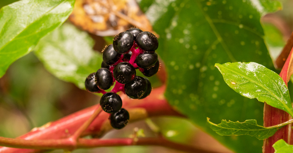 American Pokeweed Berries! by Rick · 365 Project