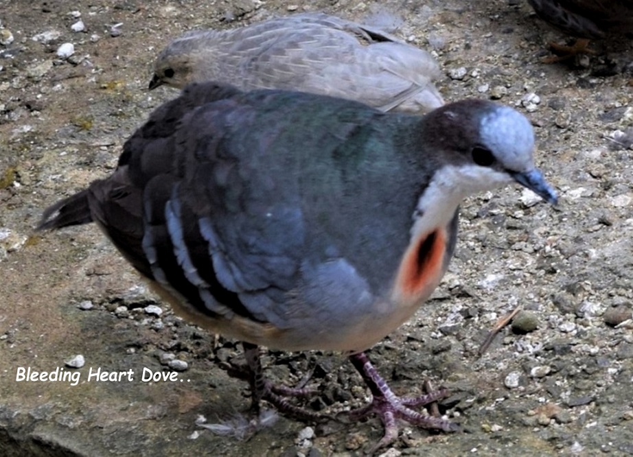Bleeding Heart Dove ~ by Valerie Chesney · 365 Project