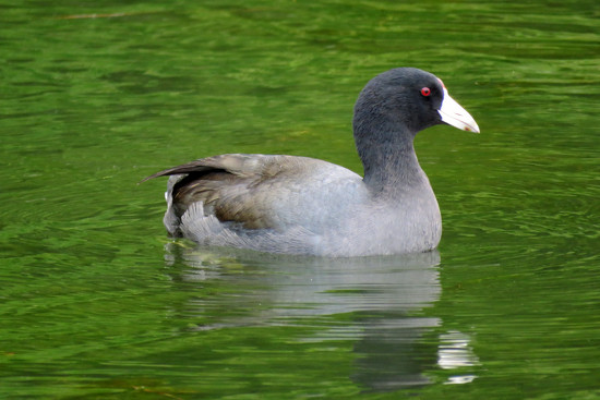 American Coot by gloria jones · 365 Project
