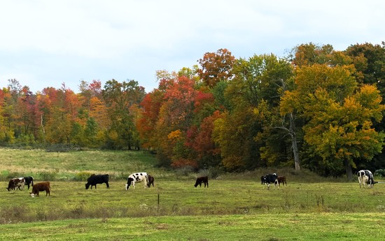 Cows in autumn by mittens (Marilyn) · 365 Project