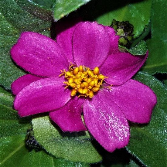 Another Pretty Dwarf Zinnea ~ by Valerie Chesney · 365 Project