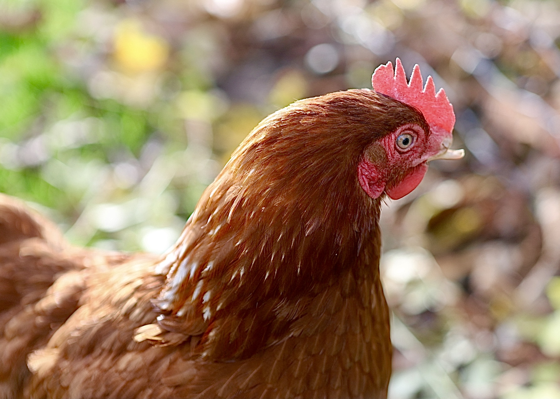 Chick chick chicken by Carole Sandford · 365 Project