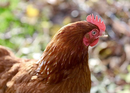 Chick chick chicken by Carole Sandford · 365 Project