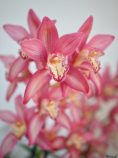 Pink Cymbidium by Monica · 365 Project
