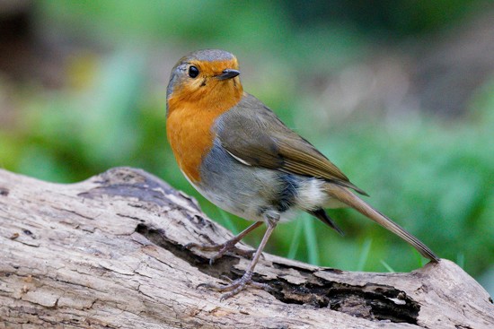 FIFTH ROBIN OF 2021 by Mark Prince · 365 Project