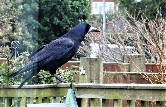 A crow or a rook !! by Beryl Lloyd · 365 Project