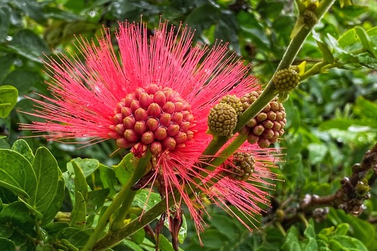 Calliandra - Powder Puff tree flower by John Falconer · 365 Project