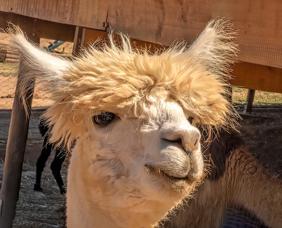 Alpacas and their hairstyles by Diana · 365 Project