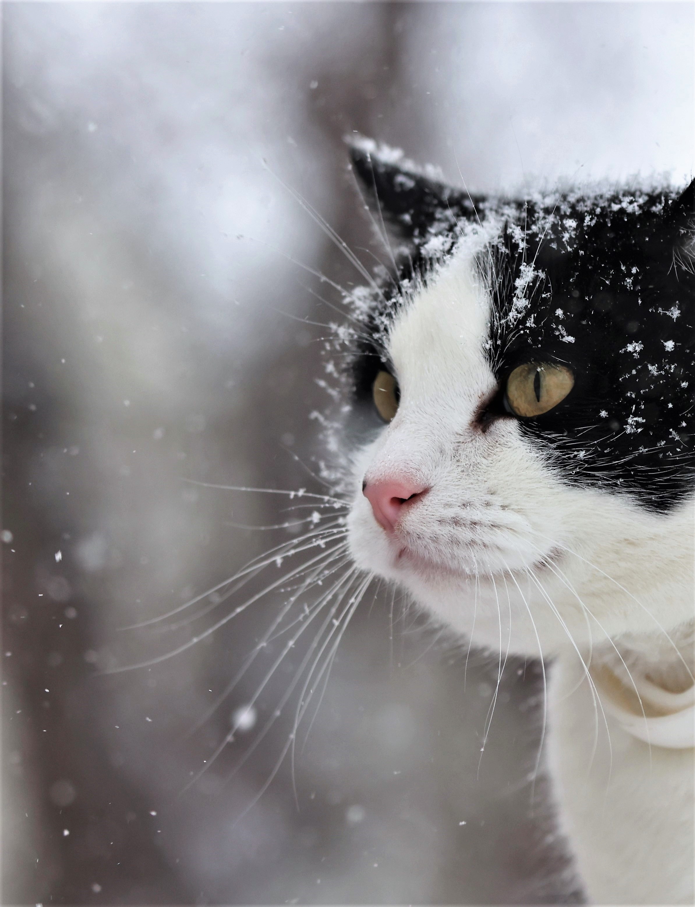 Snow Kitty by *lynn · 365 Project