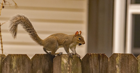 Long Tail Squirrel Out the Back Window! by Rick · 365 Project