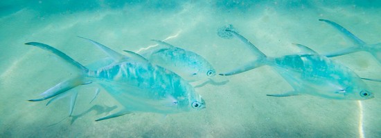 Swallow tailed Dart by Wylie · 365 Project