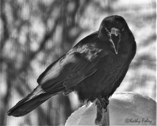 Portrait #7 Talking Raven by Islandgirl · 365 Project