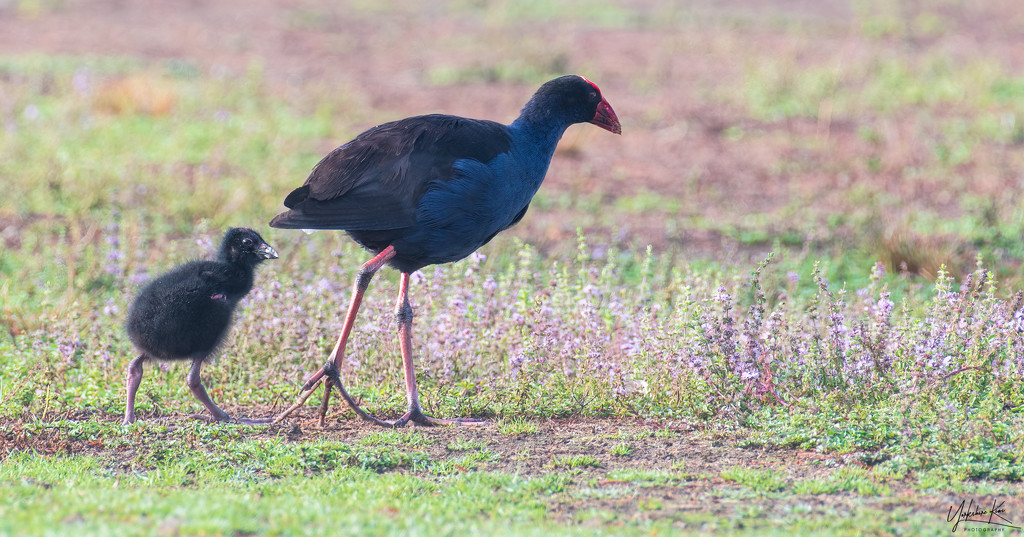 Pukeko and her chick by Carole G · 365 Project
