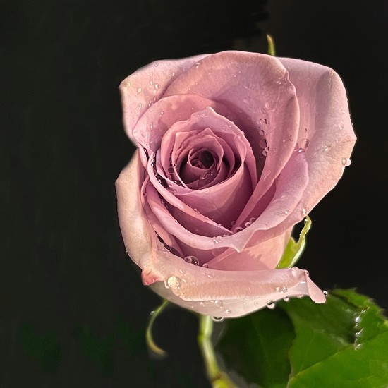 Pink Rose by Shutterbug · 365 Project