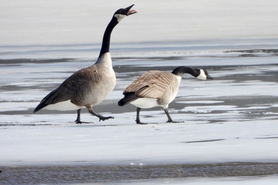 goofy geese by amyK · 365 Project