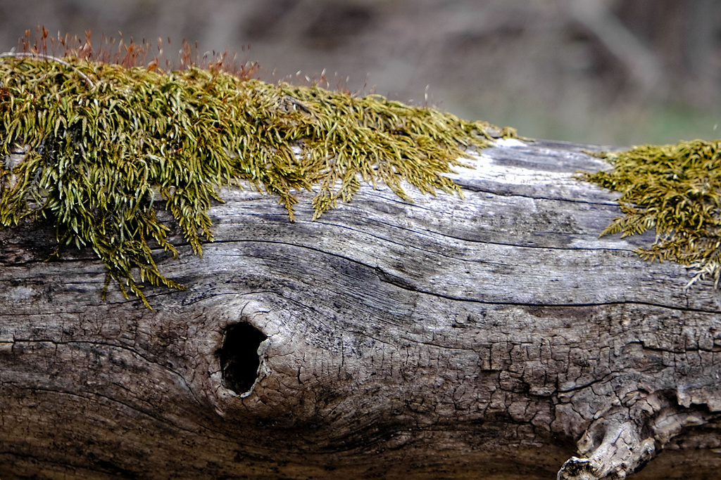 Seductive Entodon Moss by Larry L · 365 Project