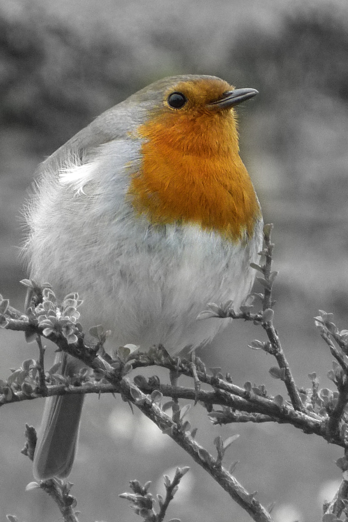 Fluffed Up Robin Yellow-Red Breast by JackieR · 365 Project