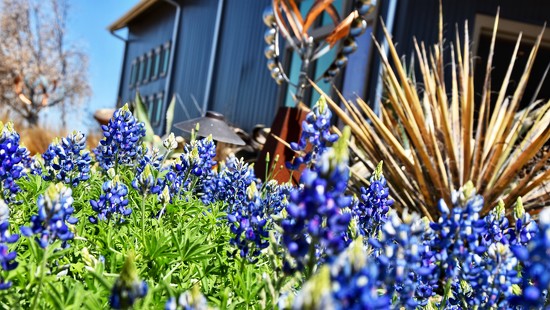 Bluebonnets by Lou Ann · 365 Project