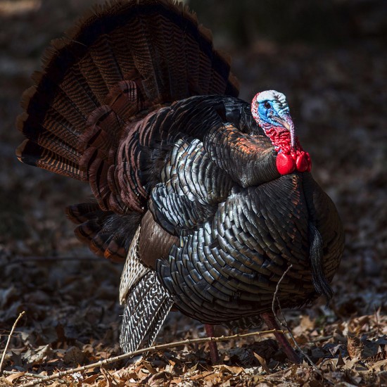 Gobble Gobble by Betsey · 365 Project