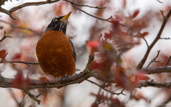 Robin Puffy Chest by Taffy · 365 Project