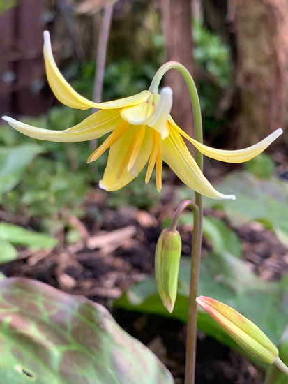 Dog's Tooth Violet by Maxine Lathbury · 365 Project