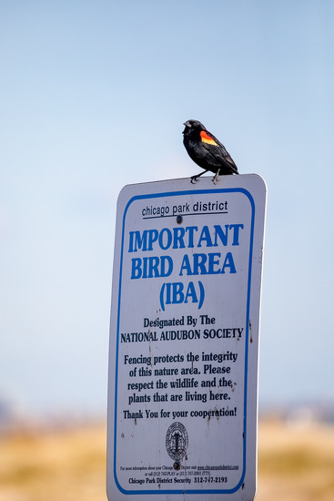 Please Note: Important Bird Area by Junko Y · 365 Project
