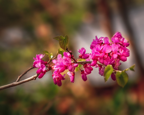 red bud tree branch by Jean · 365 Project
