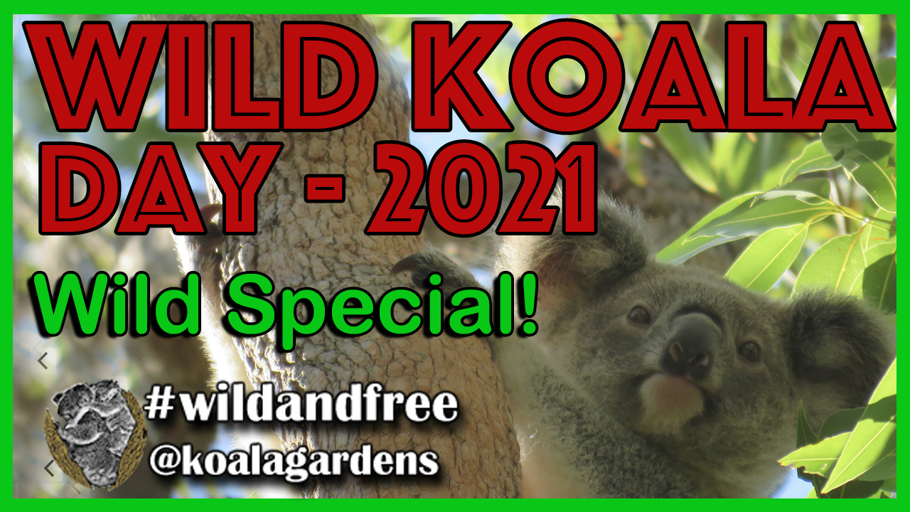Wild Koala Day by KoalaGardens🐨 · 365 Project