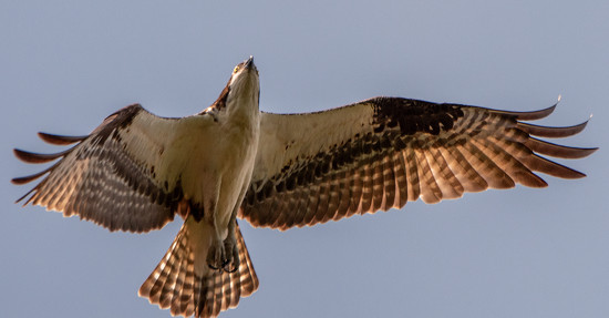 Osprey Underside! by Rick · 365 Project