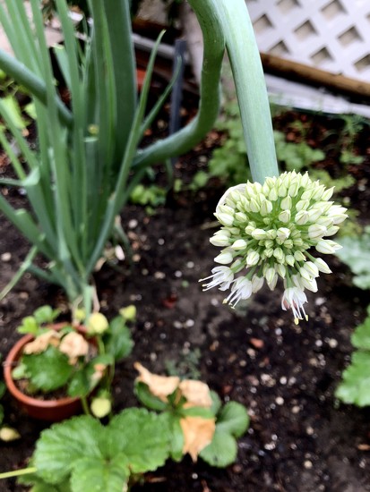 Scallion Flower by Lois · 365 Project