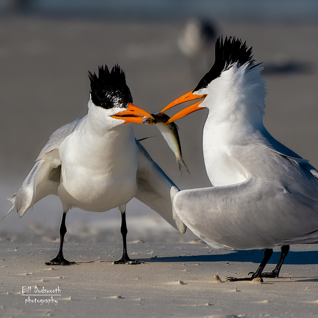 Royal Tern mating behaviors by PhotoCrazy · 365 Project