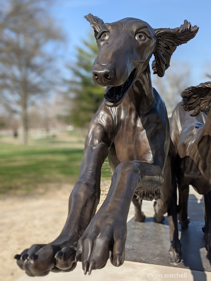 ‘Forever Saluki’ II by Thom Mitchell · 365 Project