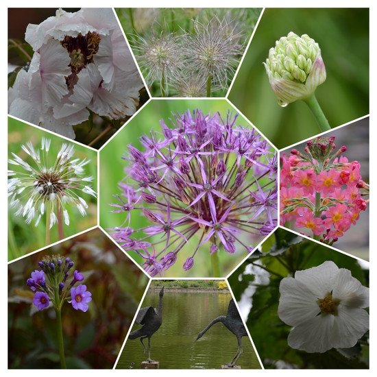 Flowers + more by Susan Wakely · 365 Project