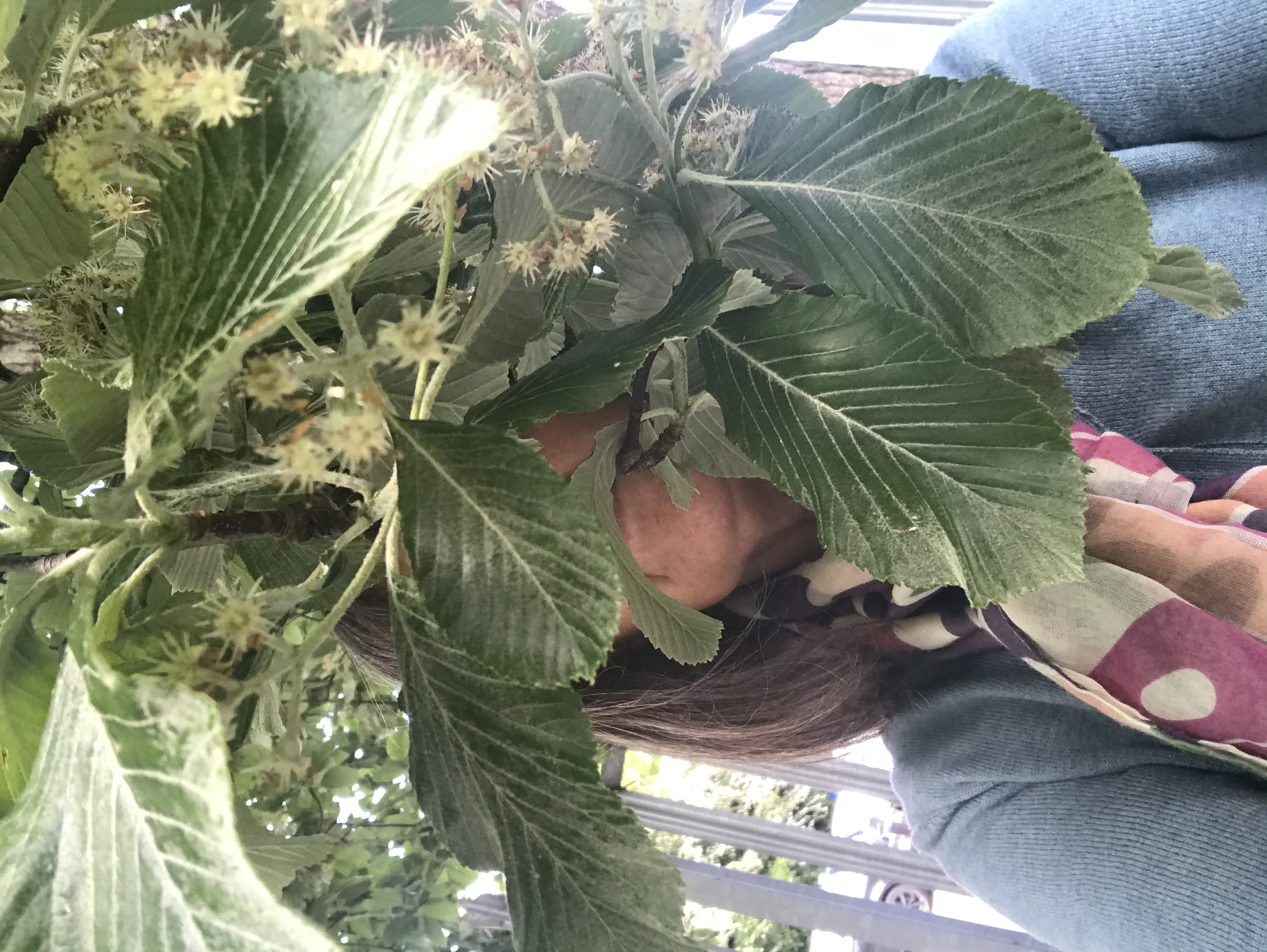 I’ve gone a little conkers! by Susan Wakely · 365 Project