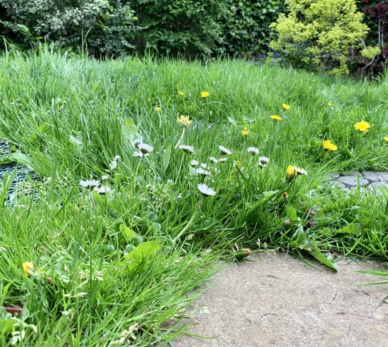 The long grass by Pam Knowler · 365 Project