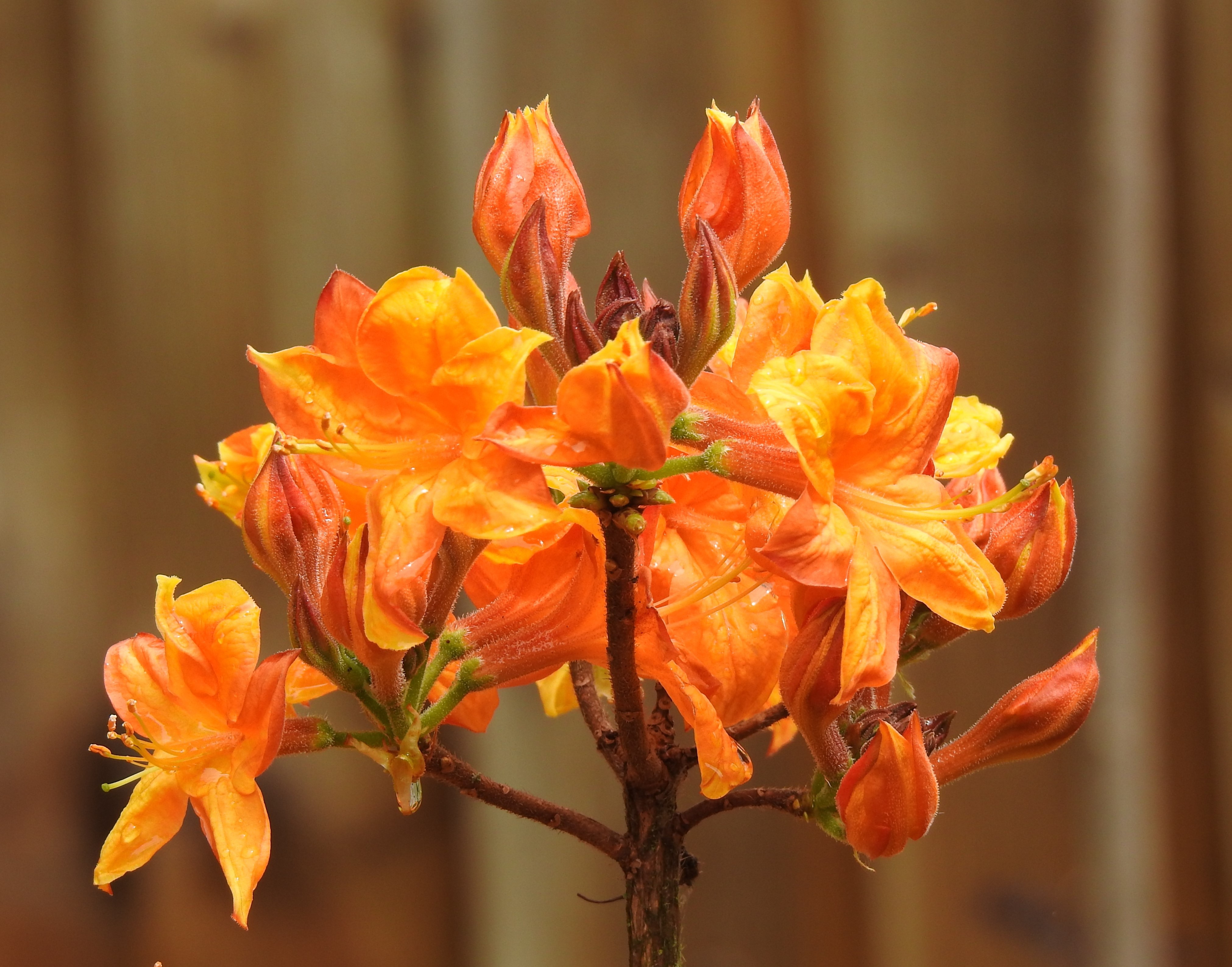 Azalea in the Garden by Sue Cooper · 365 Project