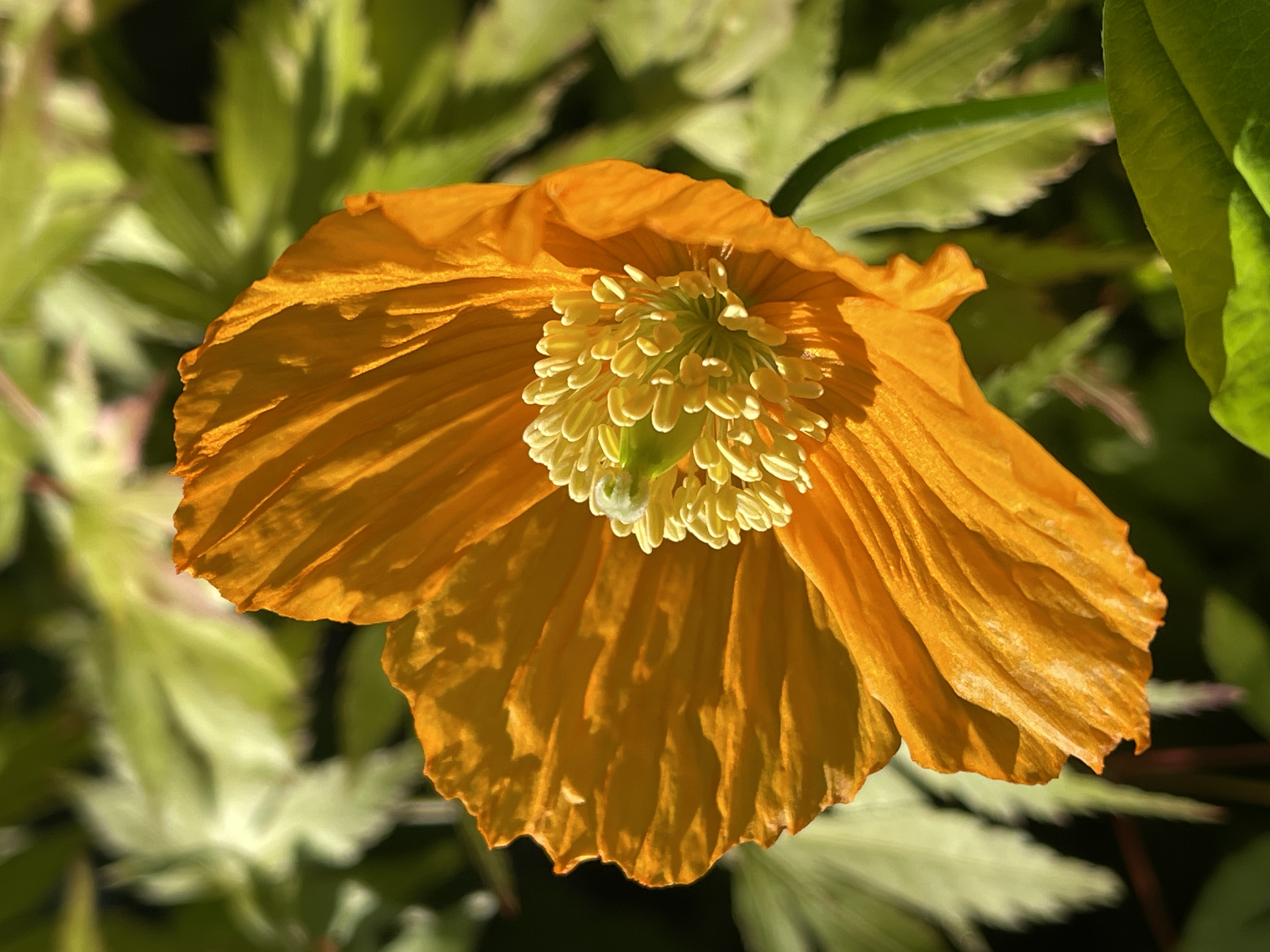 Pretty poppy popped up by Lesley · 365 Project