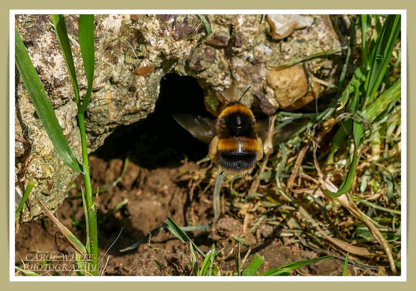 Bumble Bee (Ground Bee) by carol white · 365 Project