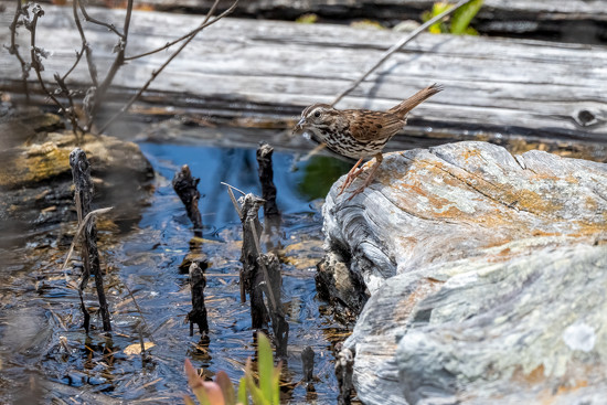 Song Sparrow Fishing by Nickw · 365 Project