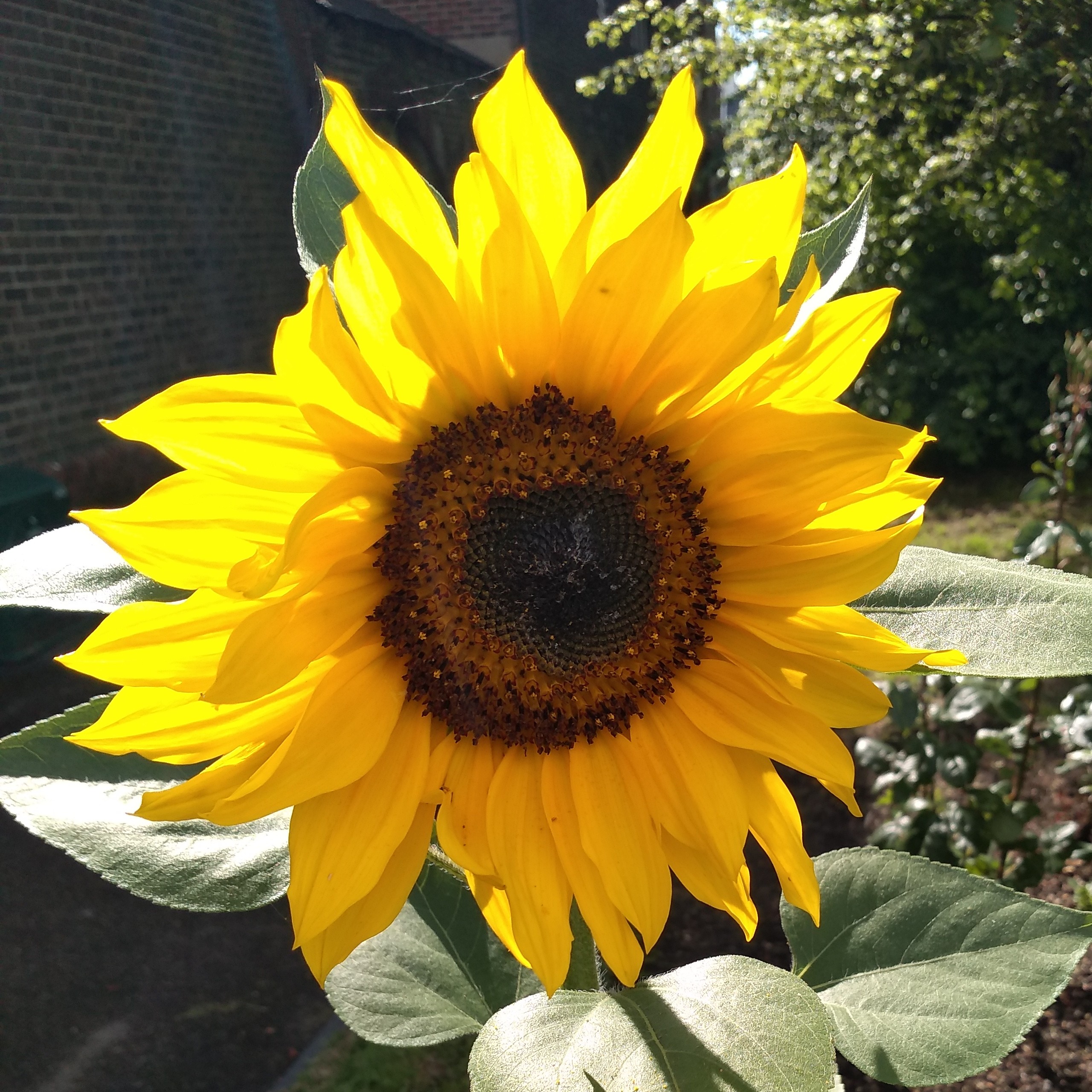 Happy Shiny Sunflower by Moira Brown · 365 Project